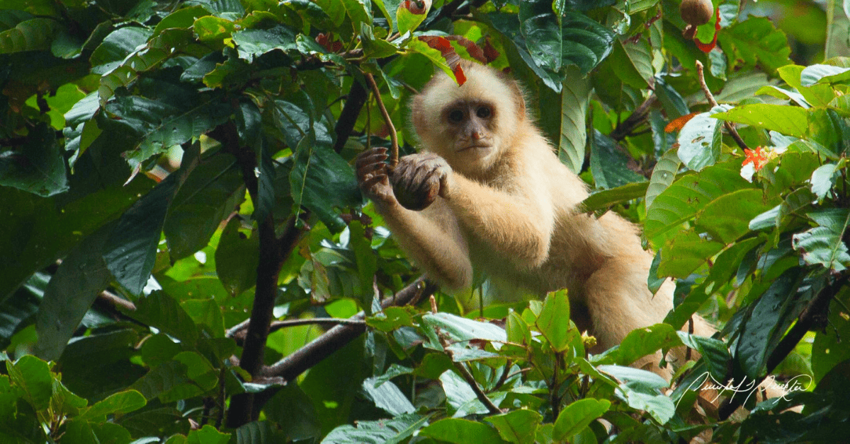 The Role Wildlife Play In Forests of Trinidad and Tobago - Cari-Bois ...
