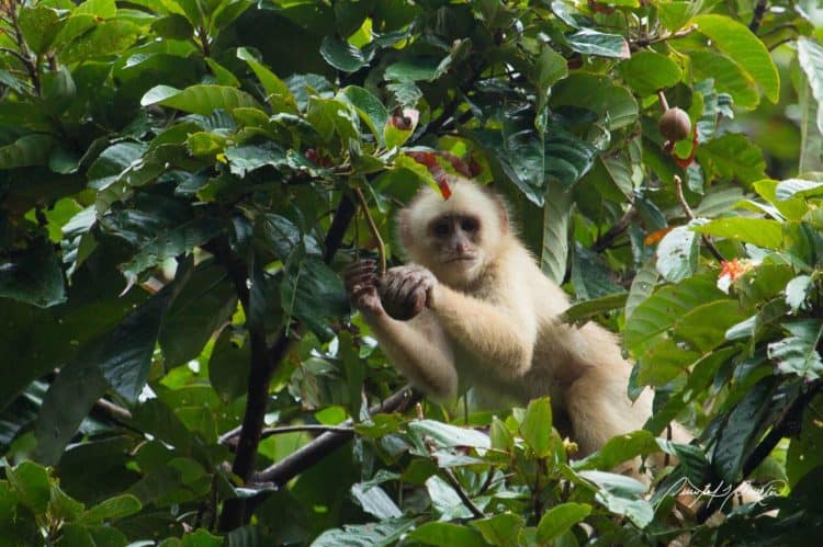 The Role Wildlife Play In Forests of Trinidad and Tobago - Cari-Bois ...