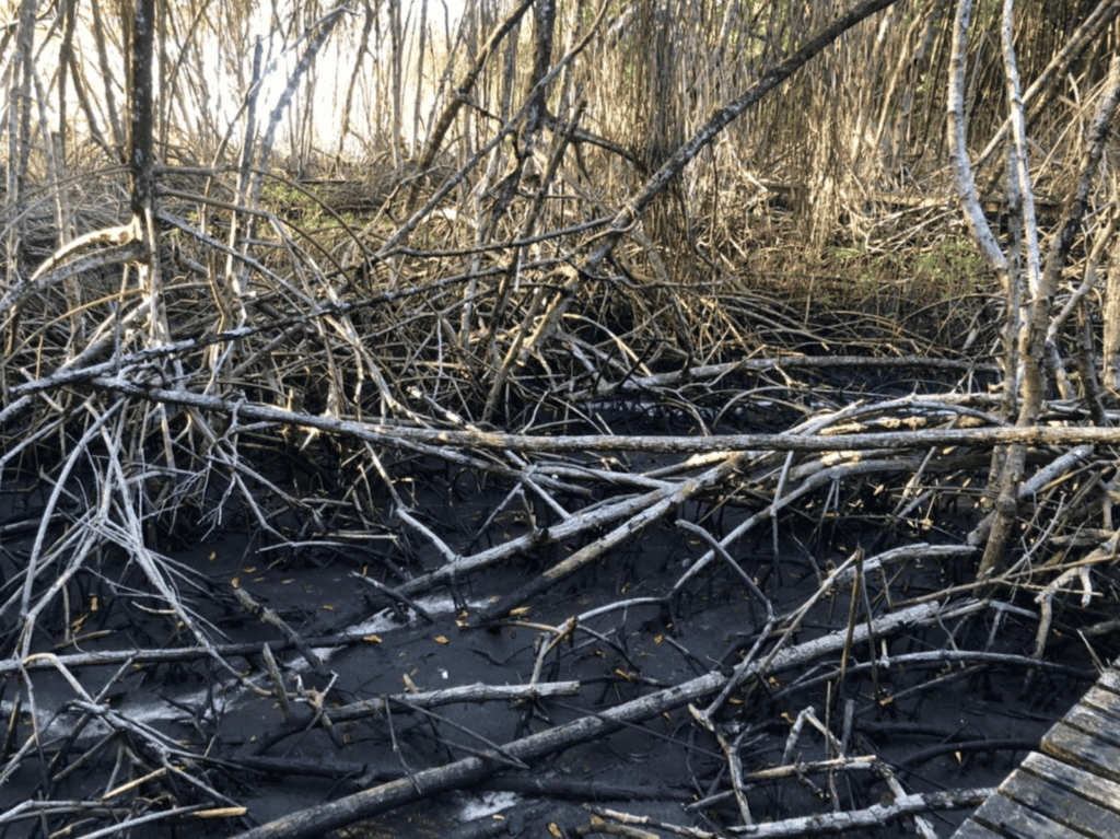 Rotting Sargassum Seaweed Overwhelms Tobago Mangroves - Cari-Bois ...