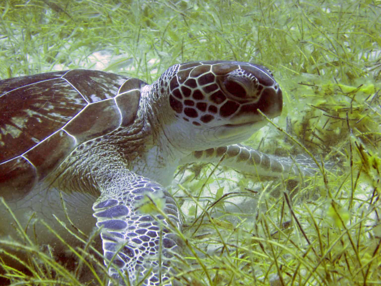 Seagrasses - an overview of key species of marine plants and the ...