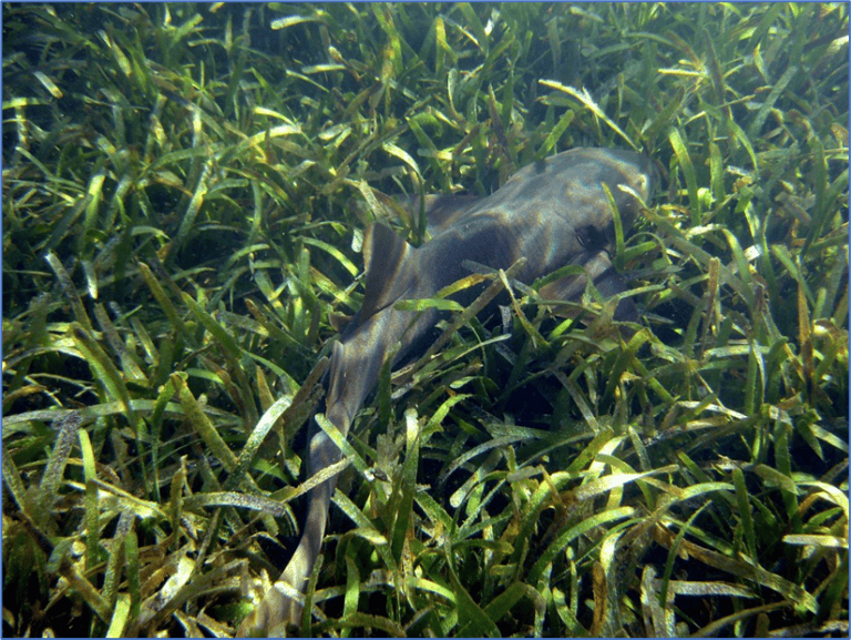 Seagrasses - an overview of key species of marine plants and the ...