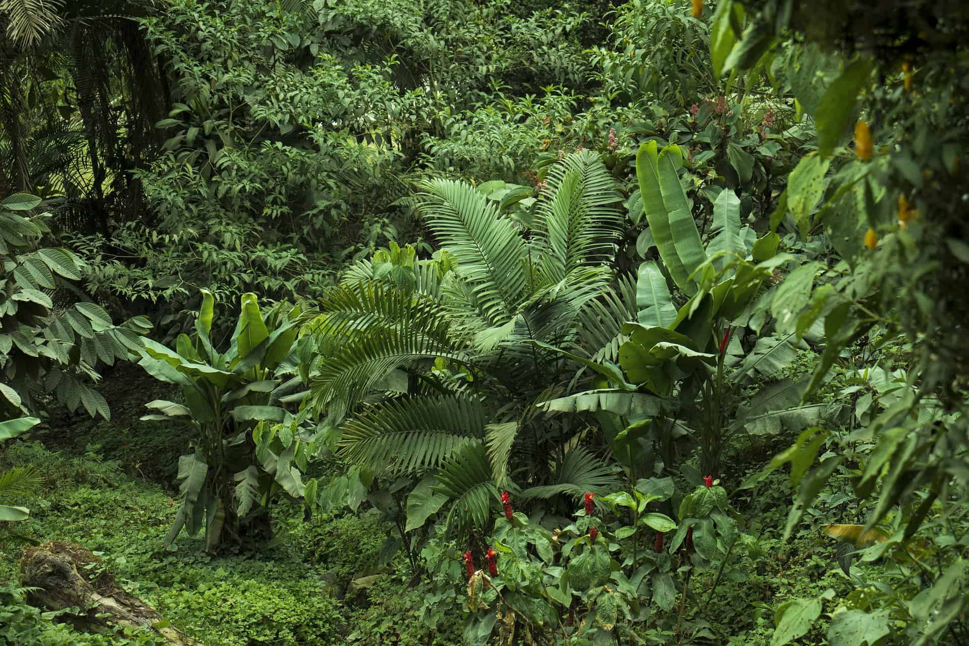 Hess Corporation inks carbon credit deal with Guyana - Cari-Bois ...
