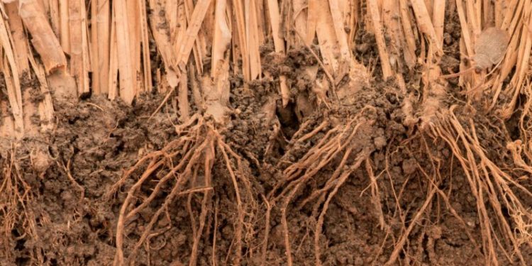 The role vetiver plays in building climate resilience - Cari-Bois ...