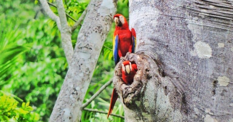 Protecting Belize’s Scarlet Macaws - Cari-Bois Environmental News Network