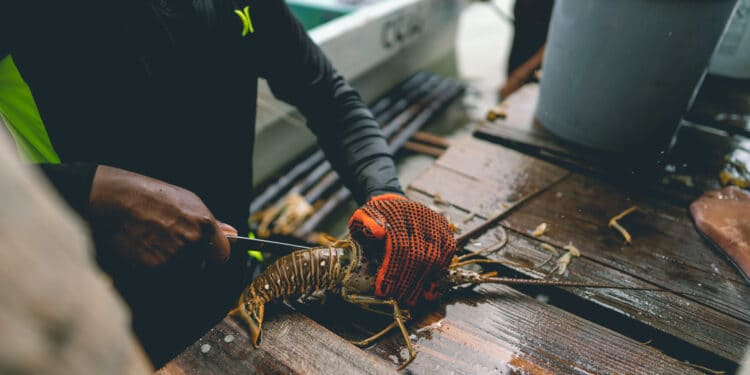 How Sustainable Is Traditional Lobster Fishing in Belize? - Cari-Bois ...
